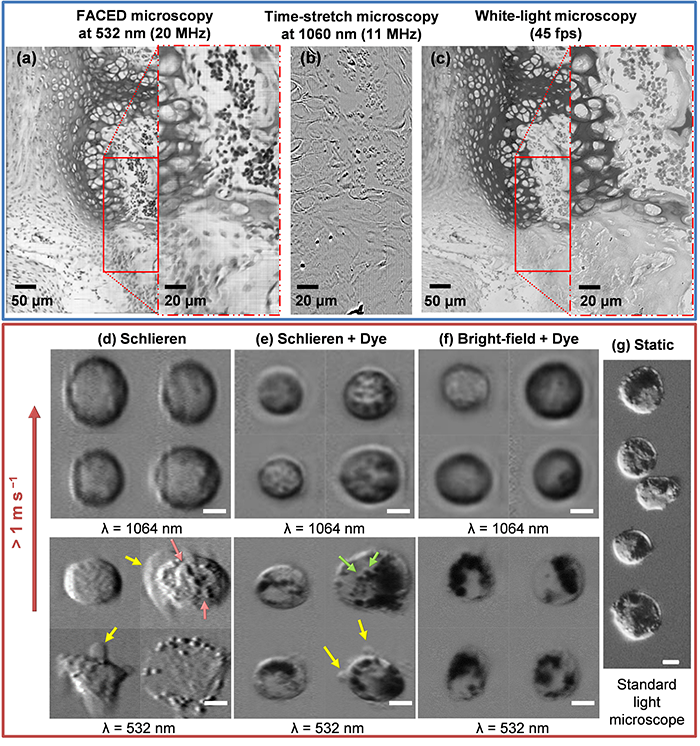 Imaging Flow Cytrometry Digitizers - Teledyne SP Devices